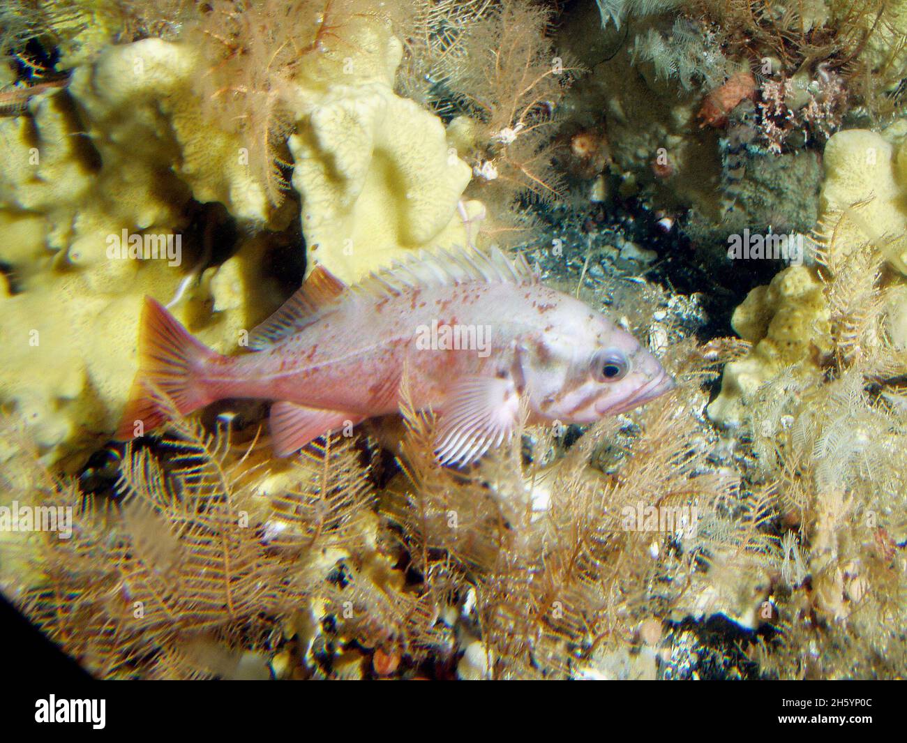 Sebastes polyspinis hi-res stock photography and images - Alamy