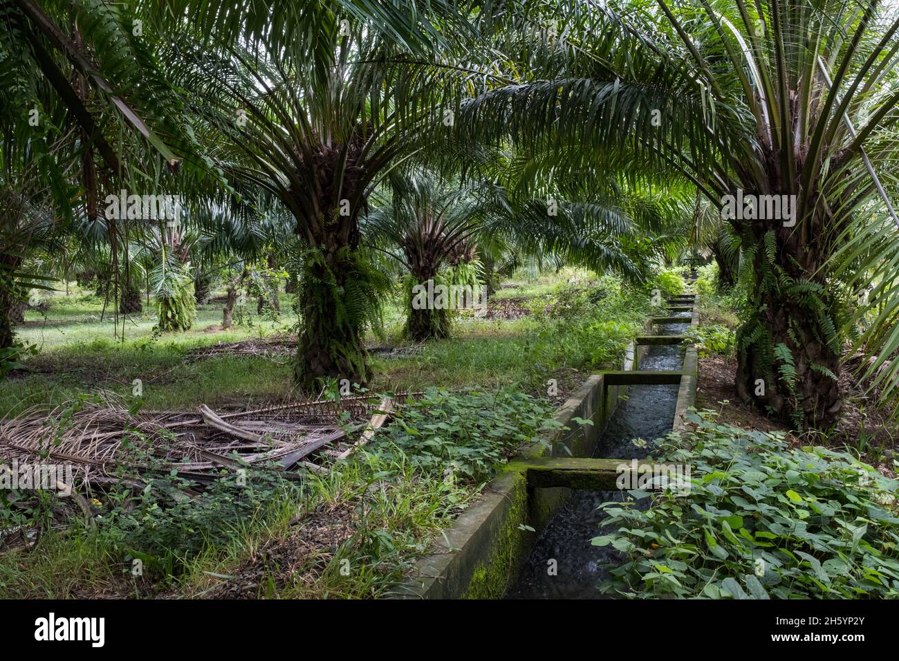 July 2017. Palm oil plantation. Aborlan, Barangay Sagpangan, Palawan ...