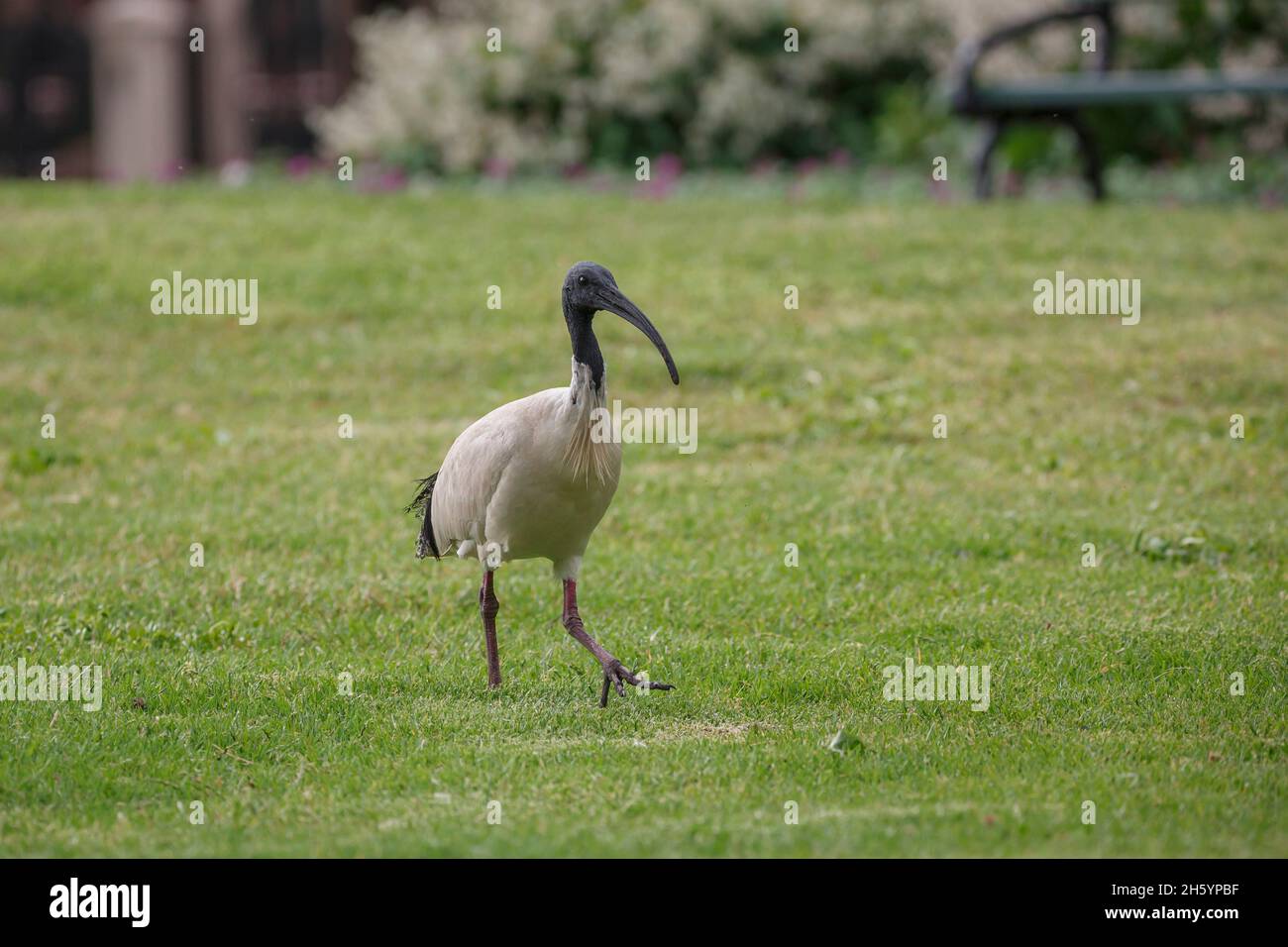 Ibis bird brisbane wildlife hi-res stock photography and images - Alamy