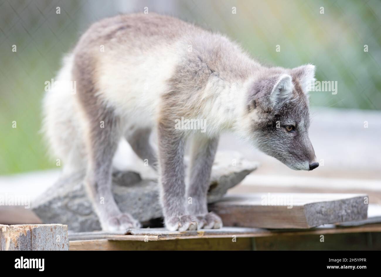 Very young polar or arctic fox (Vulpes lagopus Stock Photo - Alamy