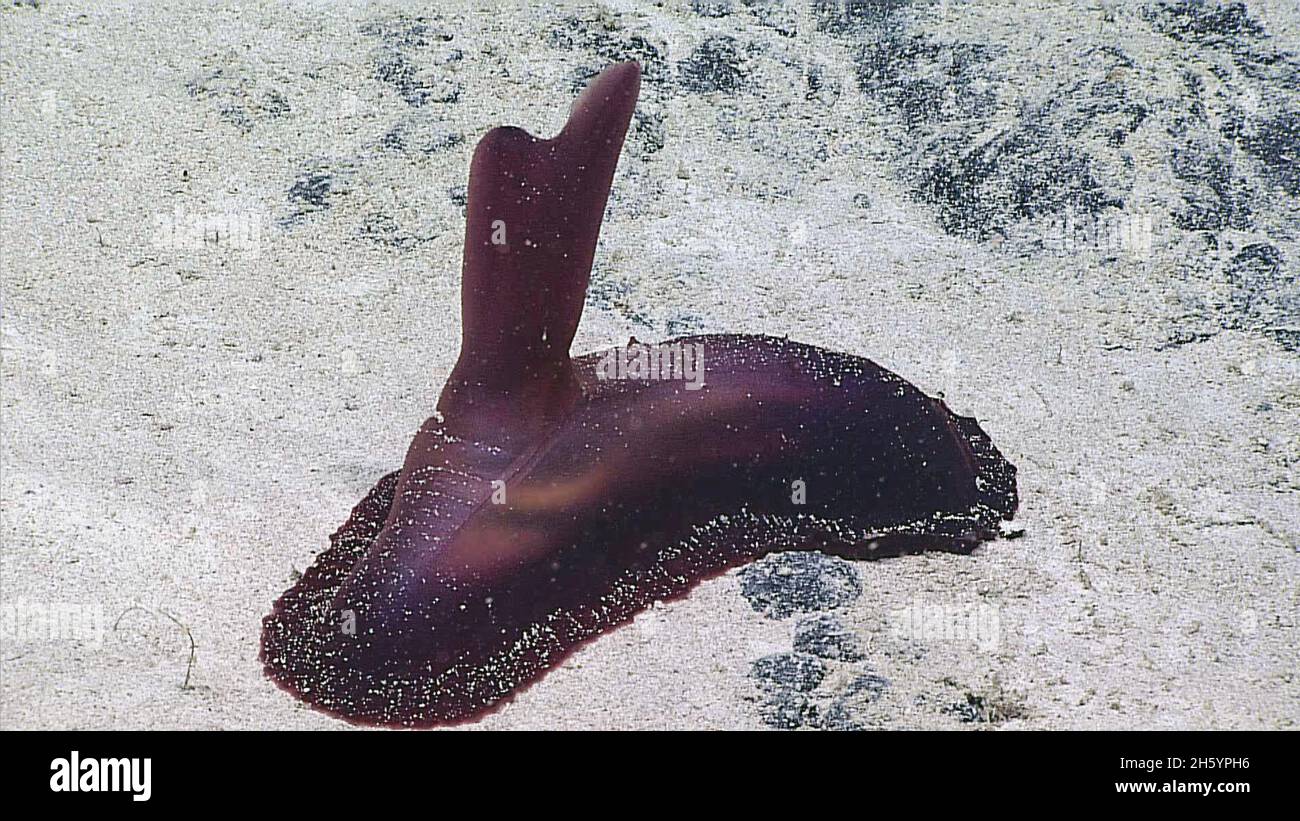 A sea cucumber (Holothuroidea, Psychropotes semperiana) seen at 2690 ...