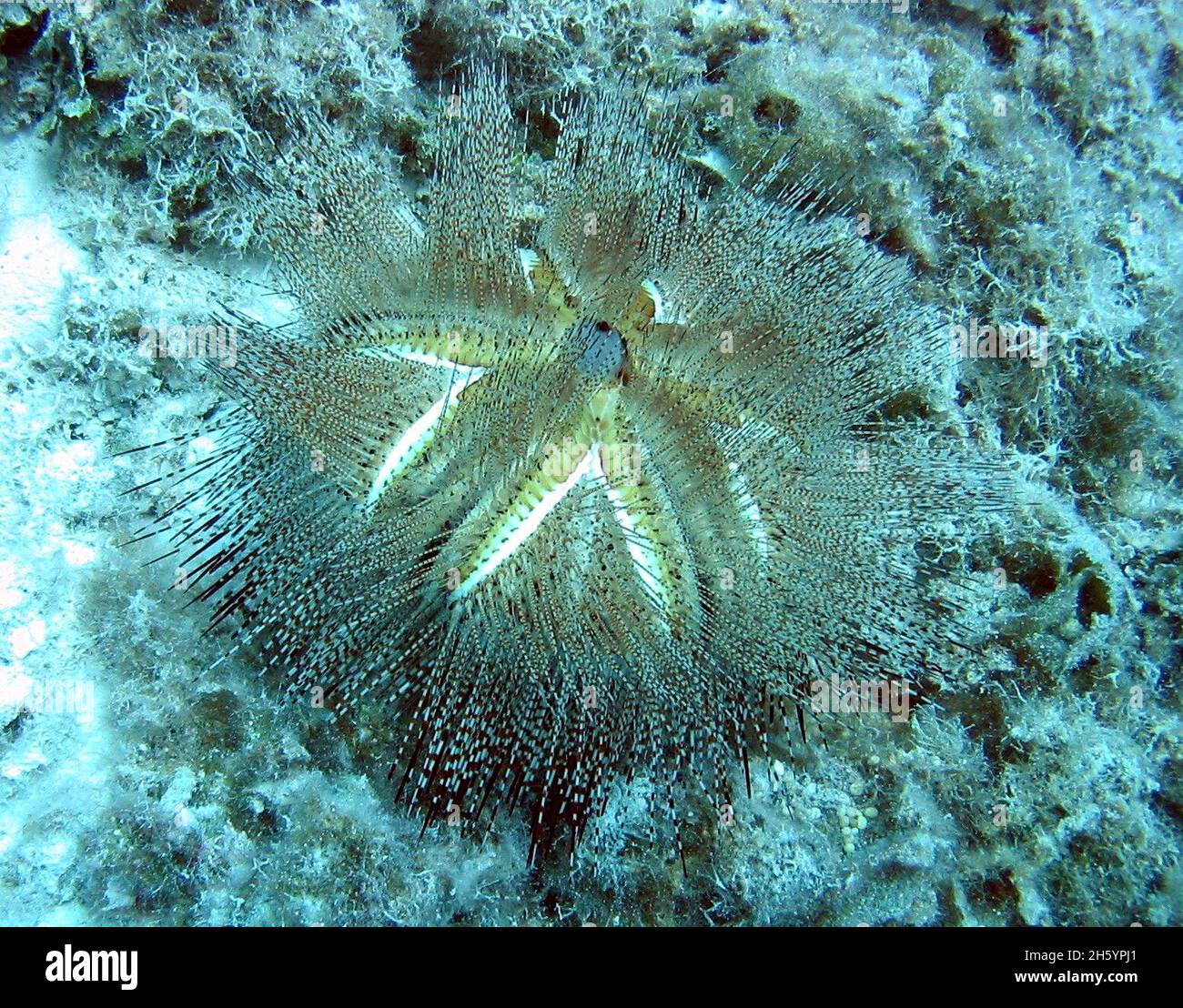 A blue-spotted urchin (Astropyga radiata Stock Photo - Alamy