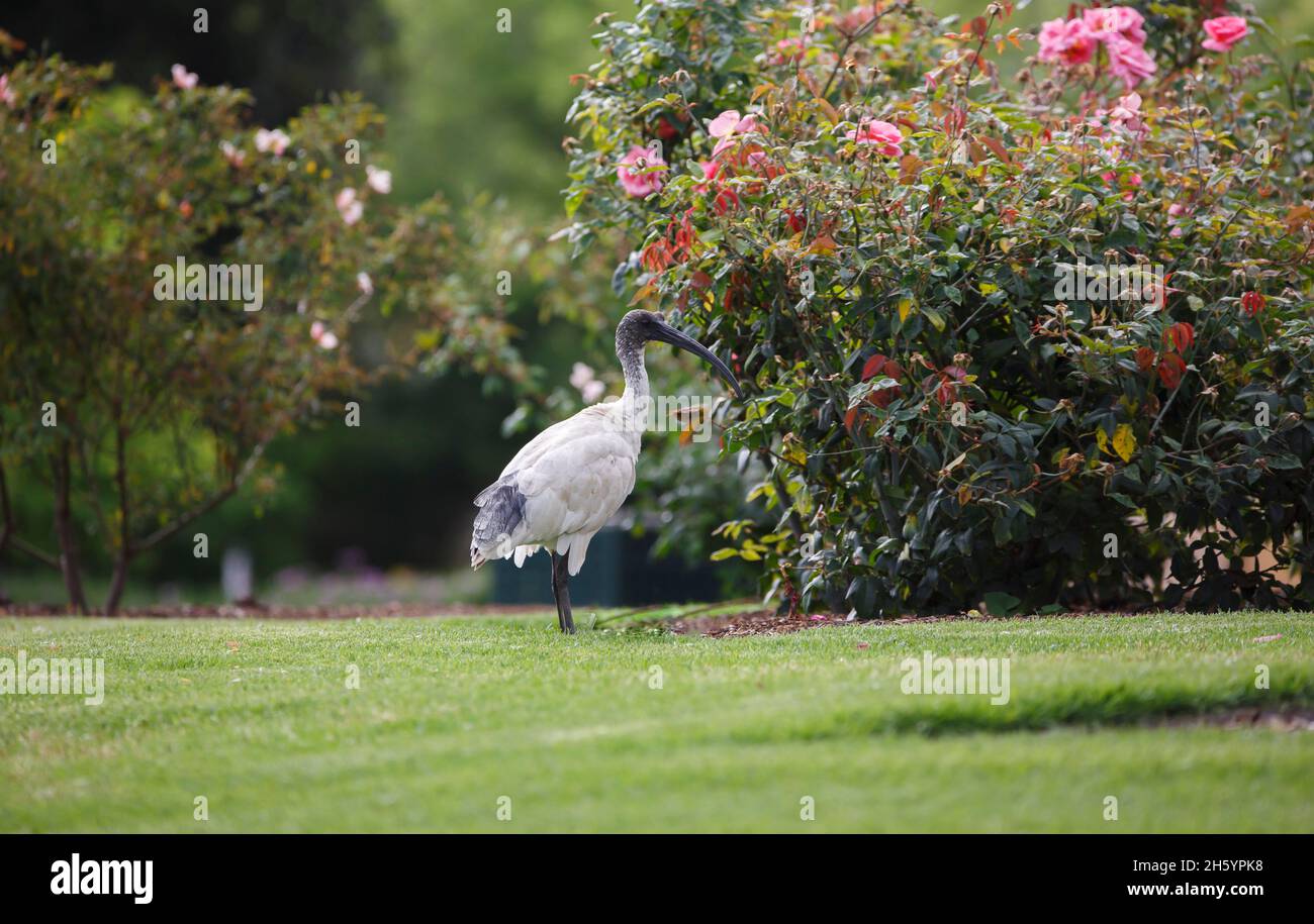 Ibis bird brisbane wildlife hi-res stock photography and images - Alamy