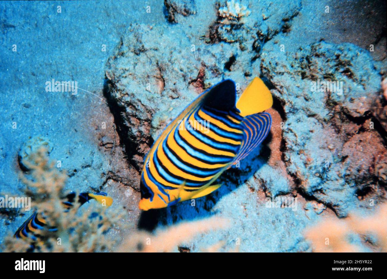 Royal angelfish regal pygoplites hi-res stock photography and images ...