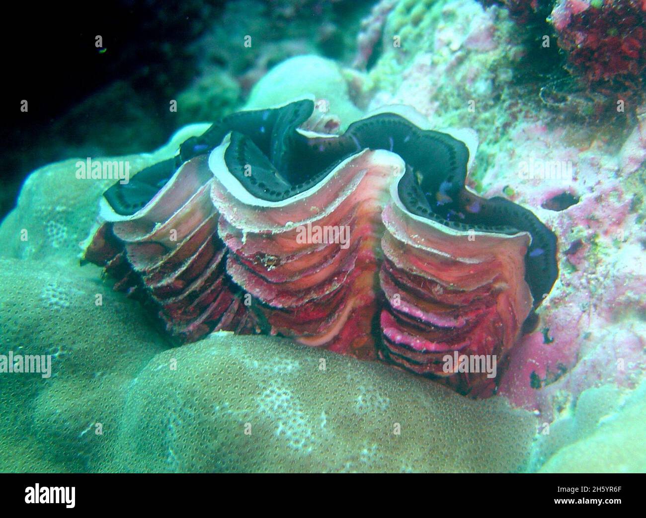 Fluted giant clam (Tridacna squamosa Stock Photo - Alamy