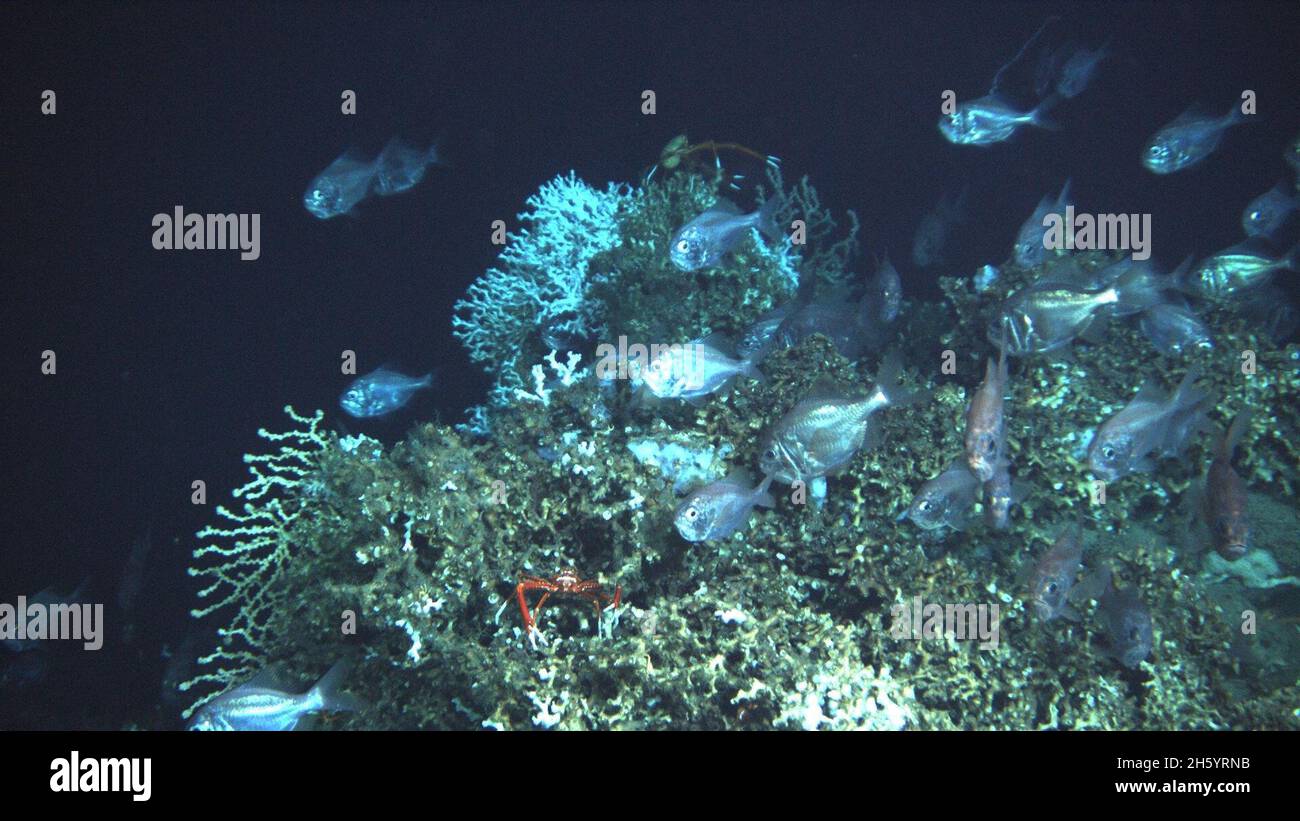 Deep sea fish. A school of Atlantic roughy, Hoplostethus occidentalis ...