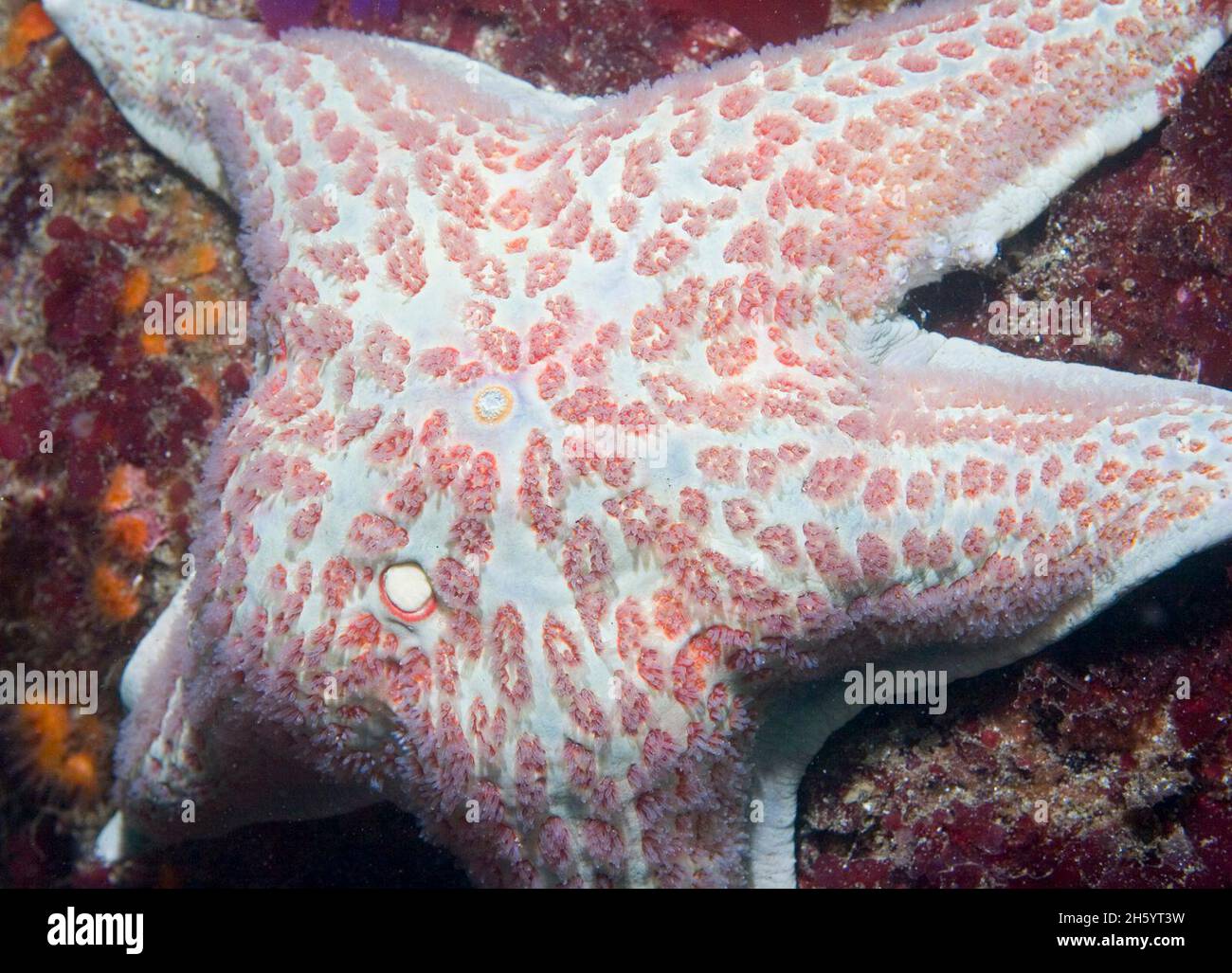 Dermasterias imbricata hi-res stock photography and images - Alamy