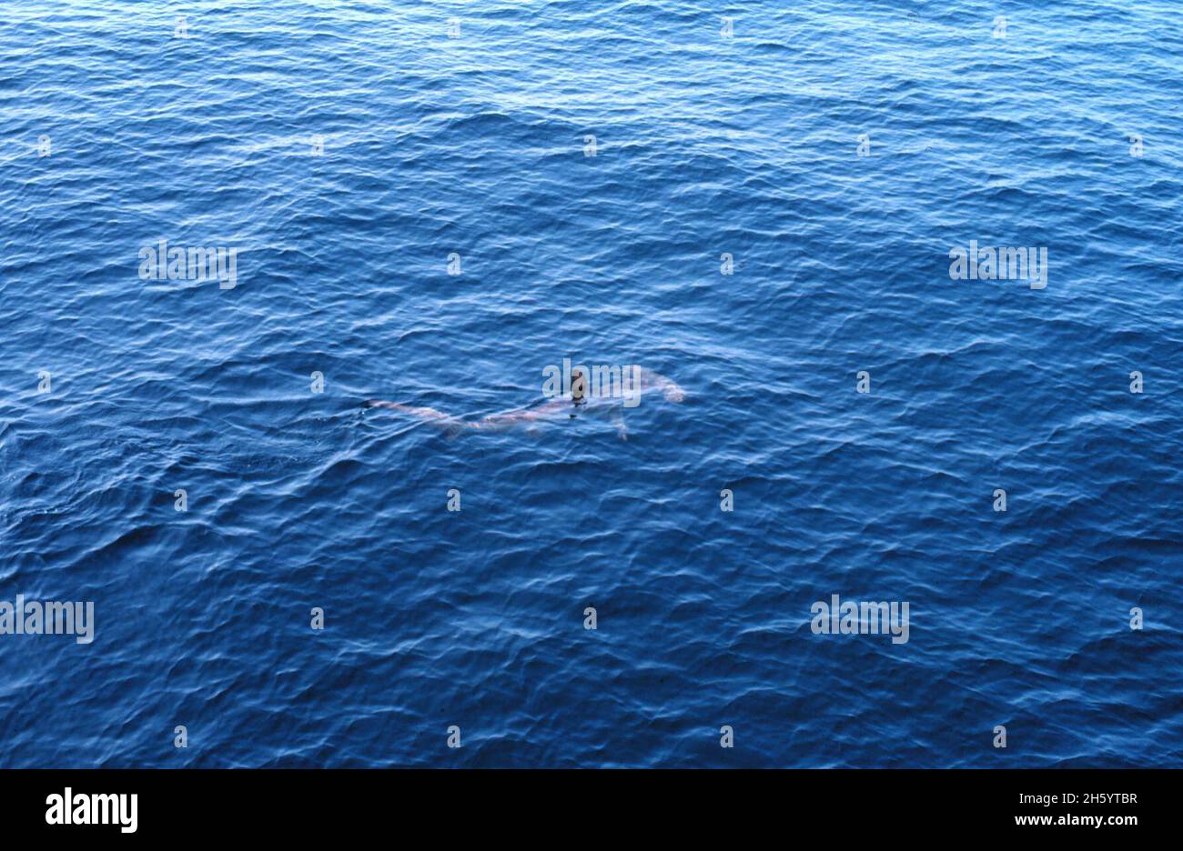 Smooth hammerhead shark (Sphyrna zygaena Stock Photo - Alamy