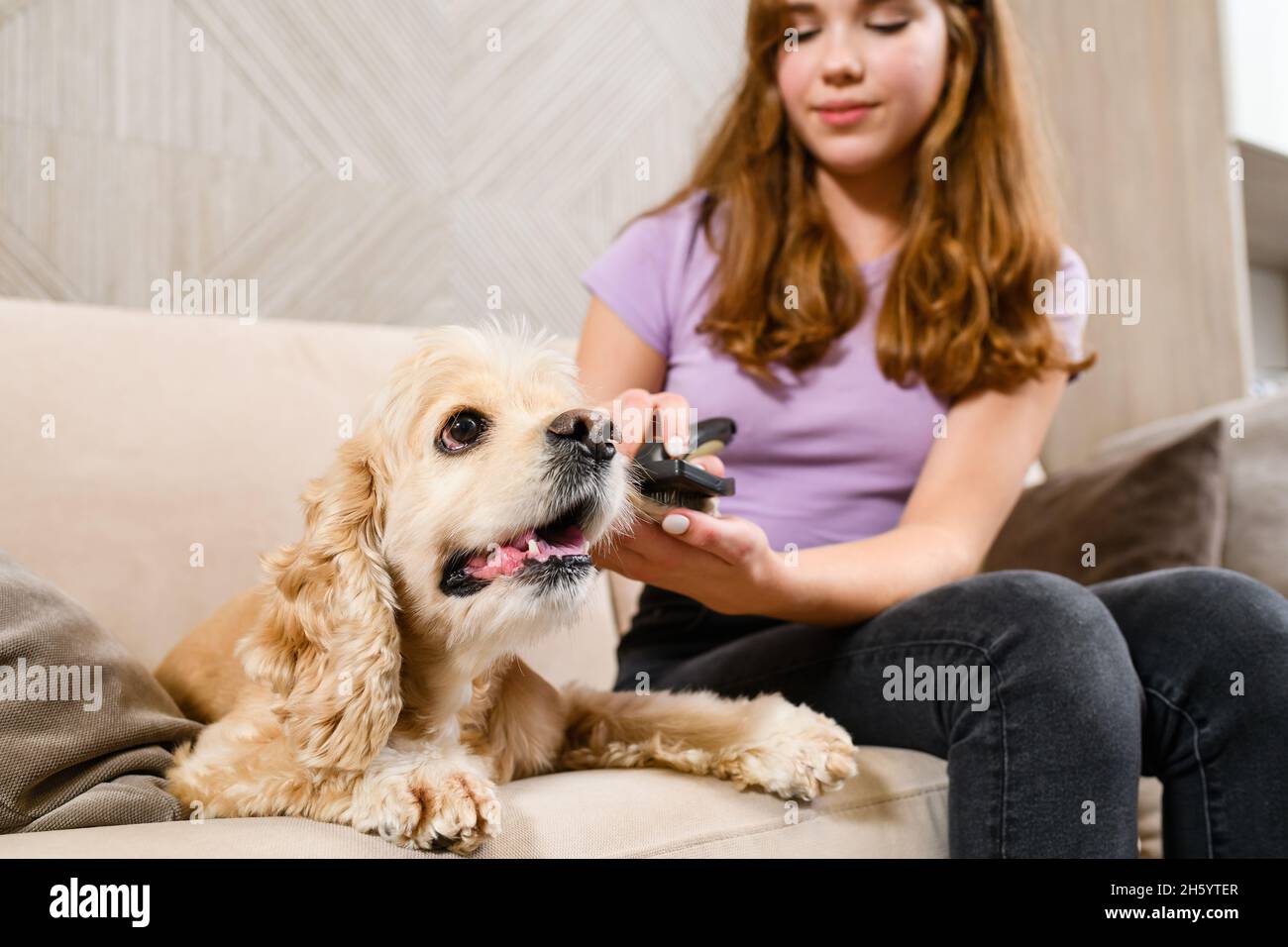 Combing the long ears of the American Cocker Spaniel in home Stock ...