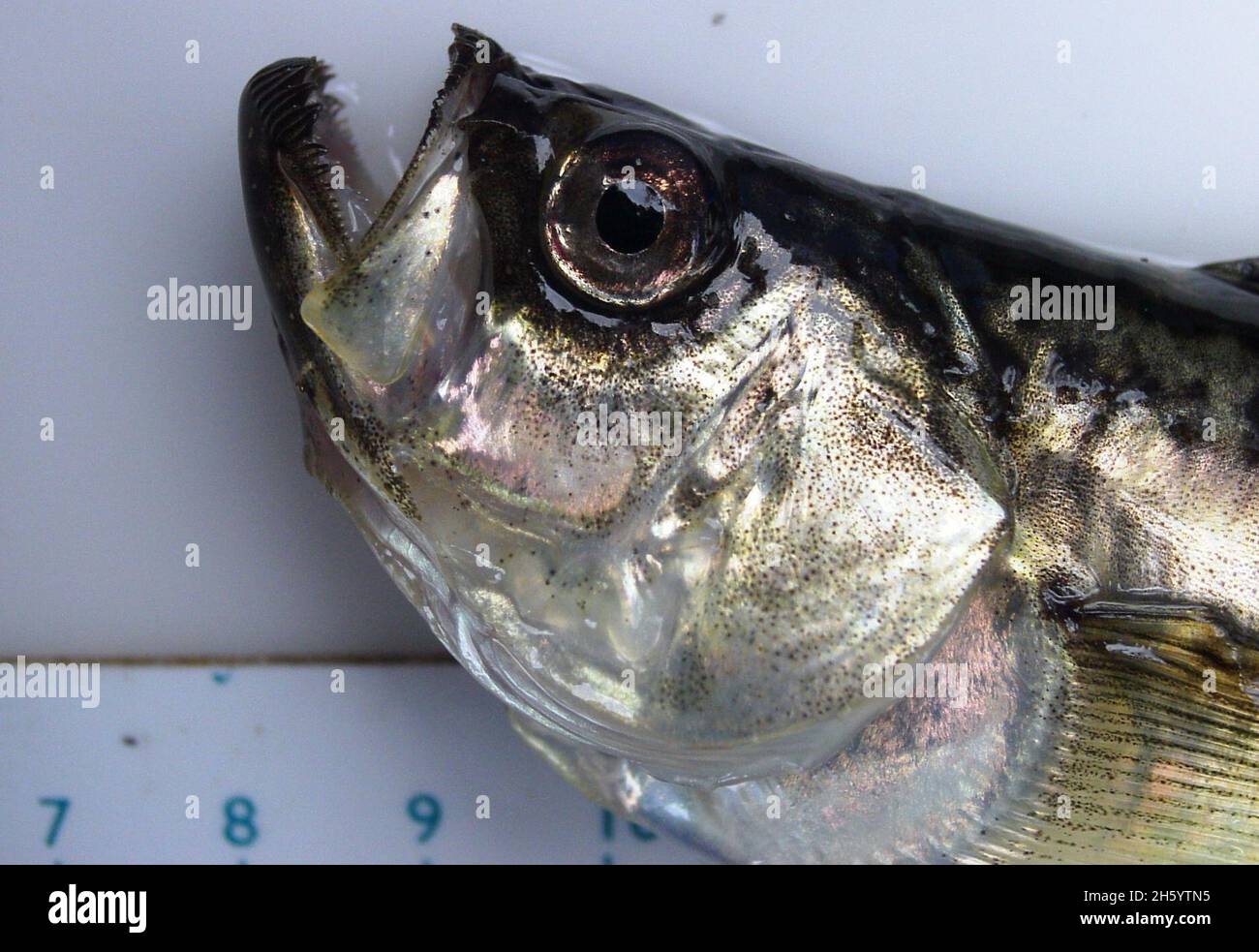 Head of Pacific sandfish caught during trawling operations Stock Photo ...