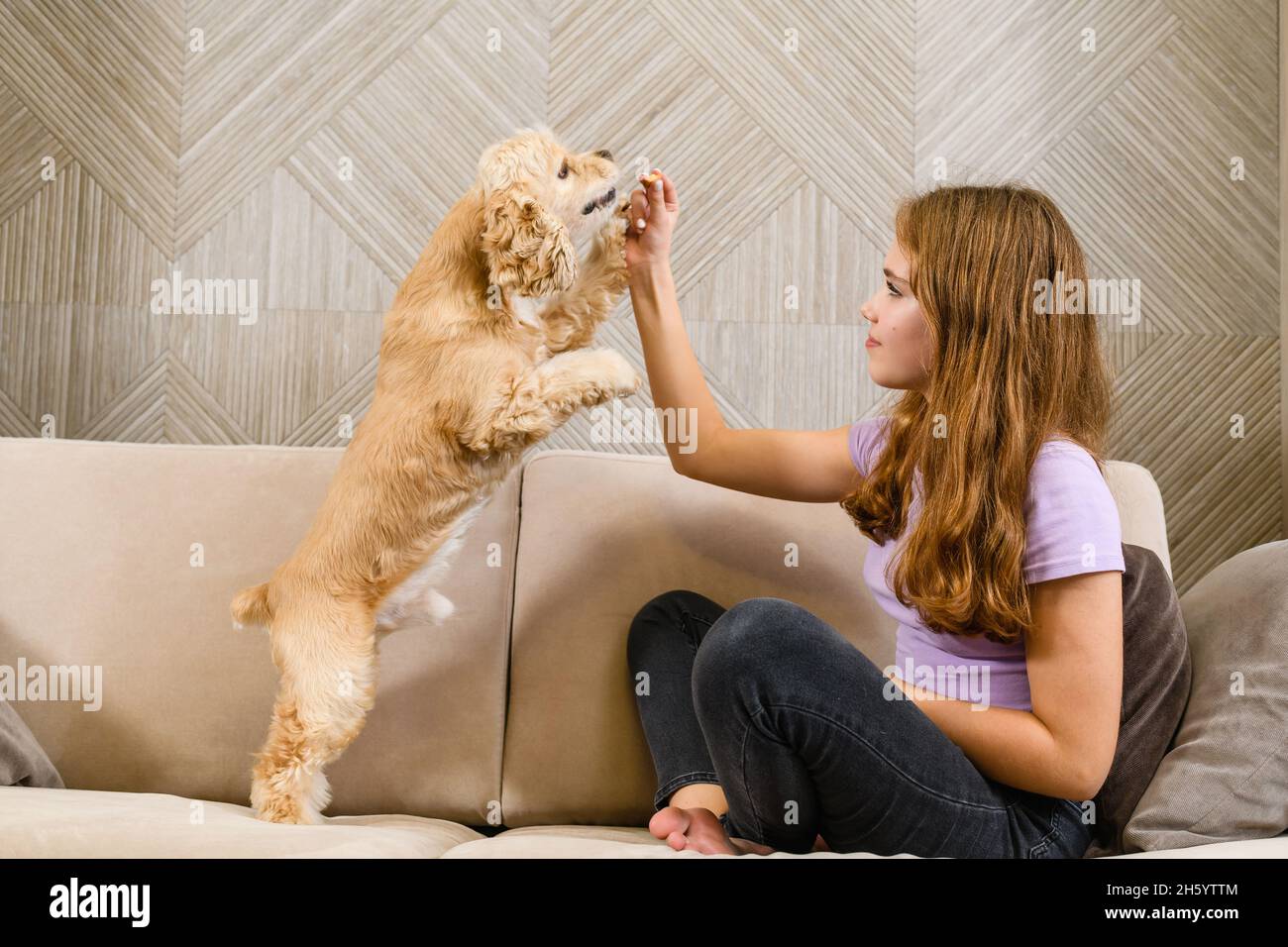 American cocker spaniel stands on two legs on a beige sofa. Teenage ...