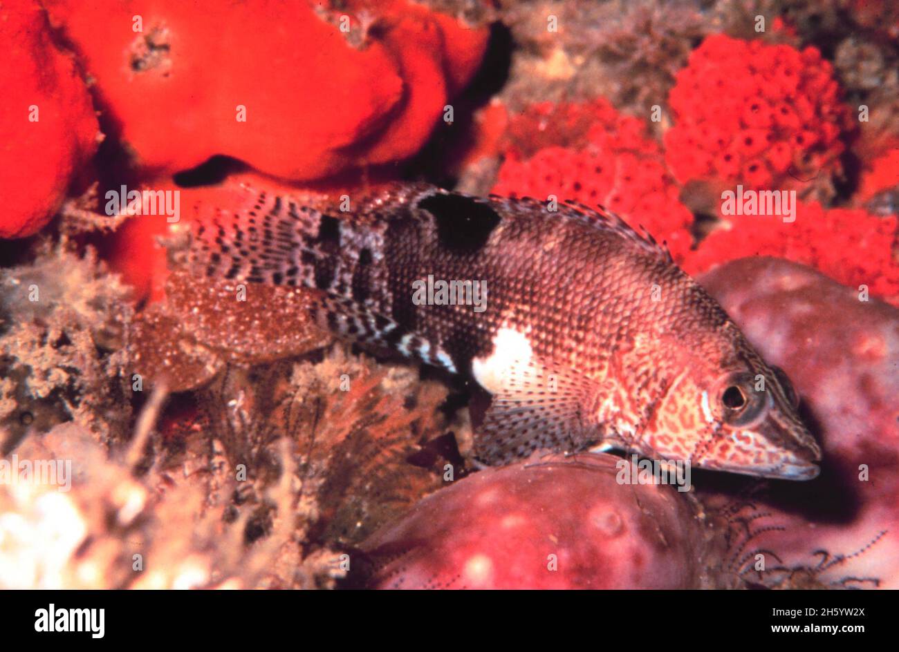 Serranus subligarius hi-res stock photography and images - Alamy