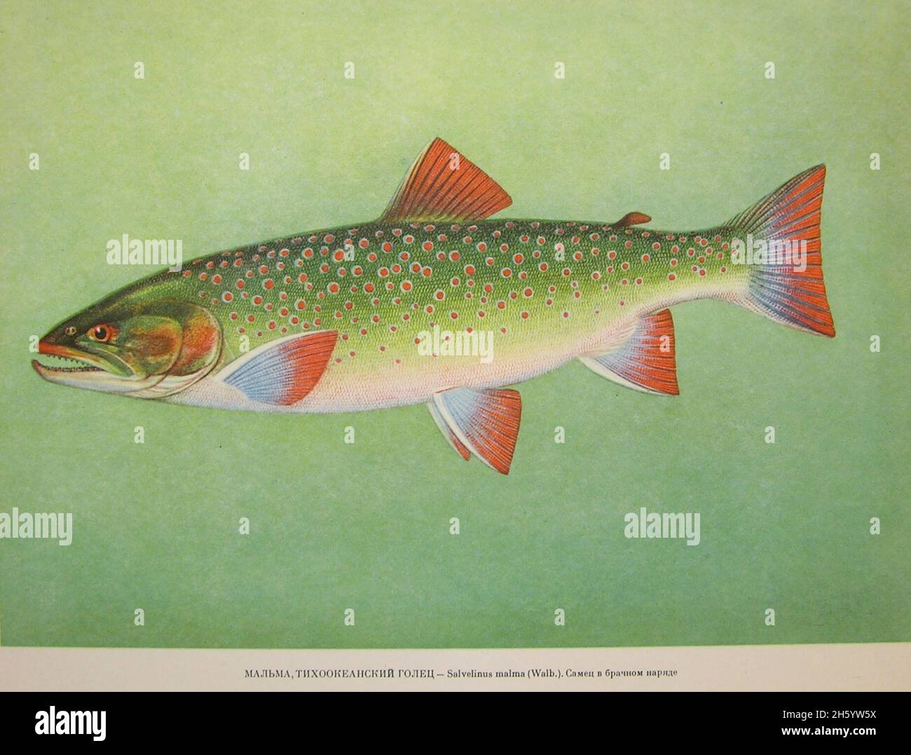 Salmonidae