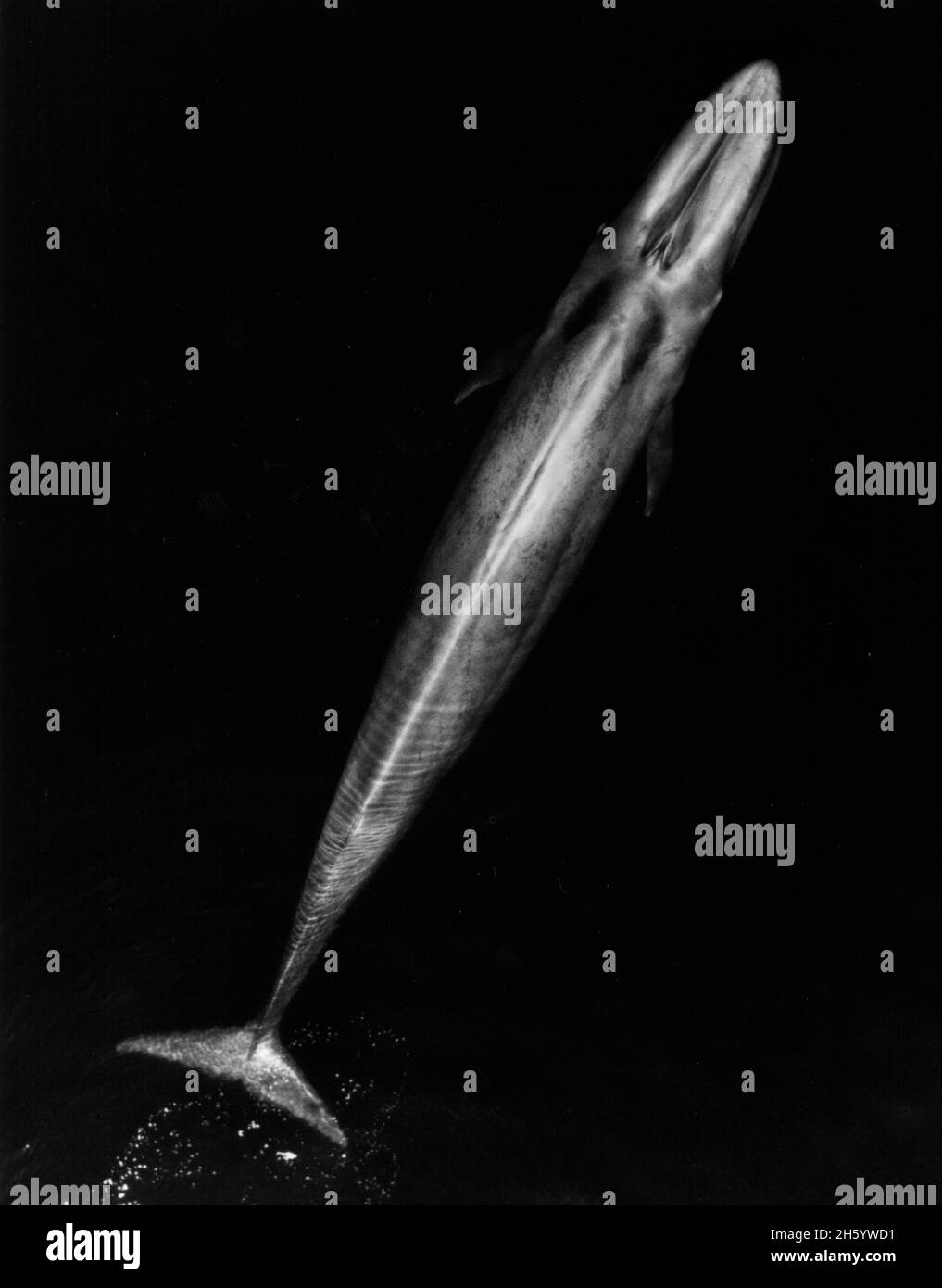 Blue Whale as seen from above Stock Photo - Alamy