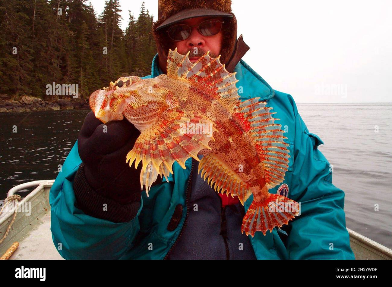 Irish lord sculpin hi-res stock photography and images - Alamy