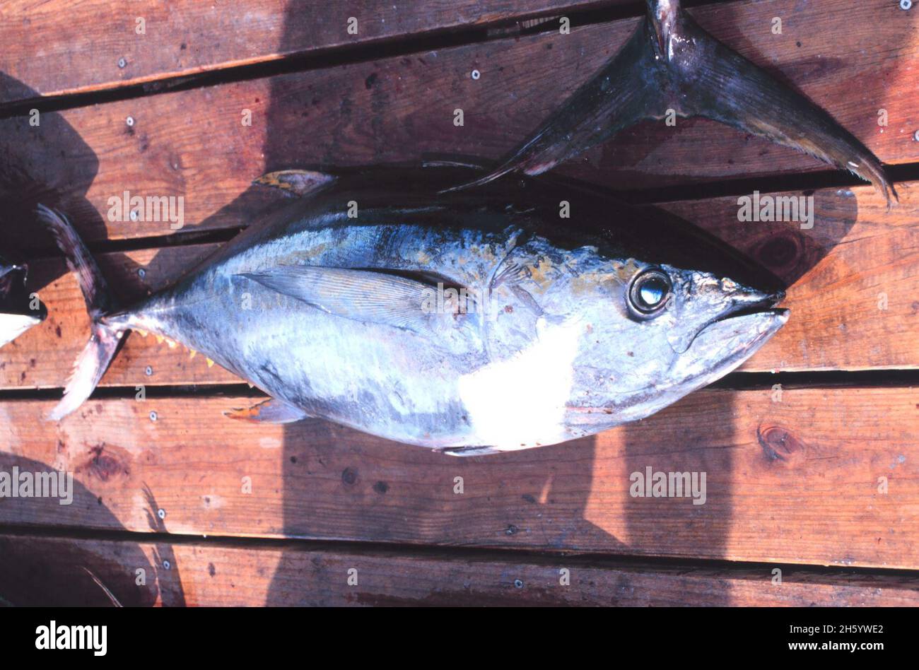 Yellowfin tuna caught off Nags Head, North Carolina Stock Photo - Alamy