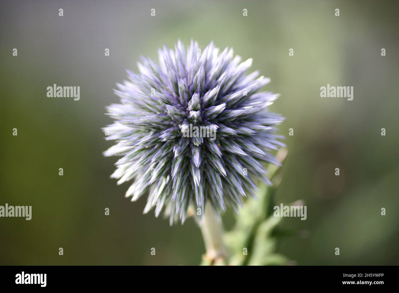 Echinops Veitch's Blue bud Stock Photo - Alamy