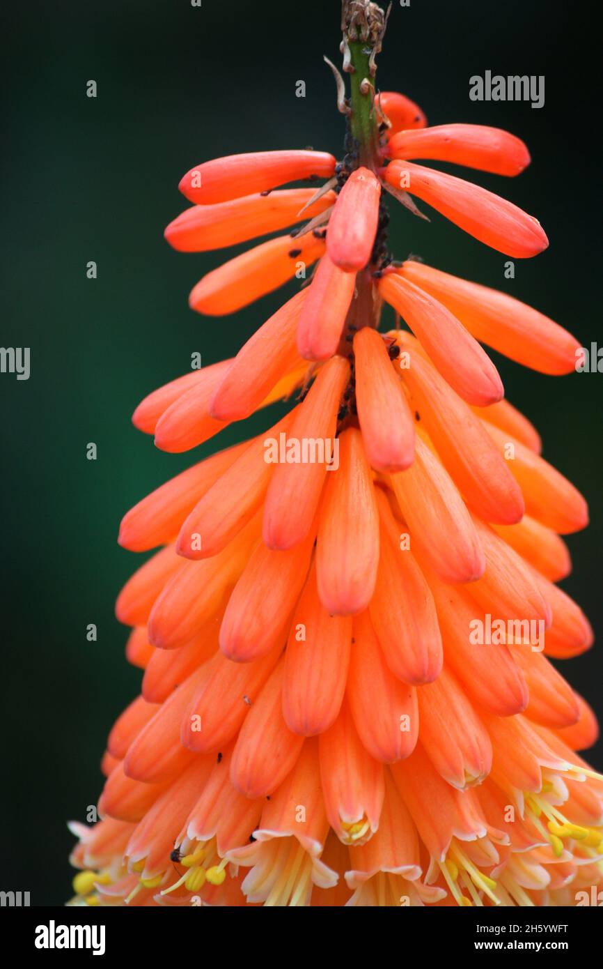 Hot pink stems hi-res stock photography and images - Alamy