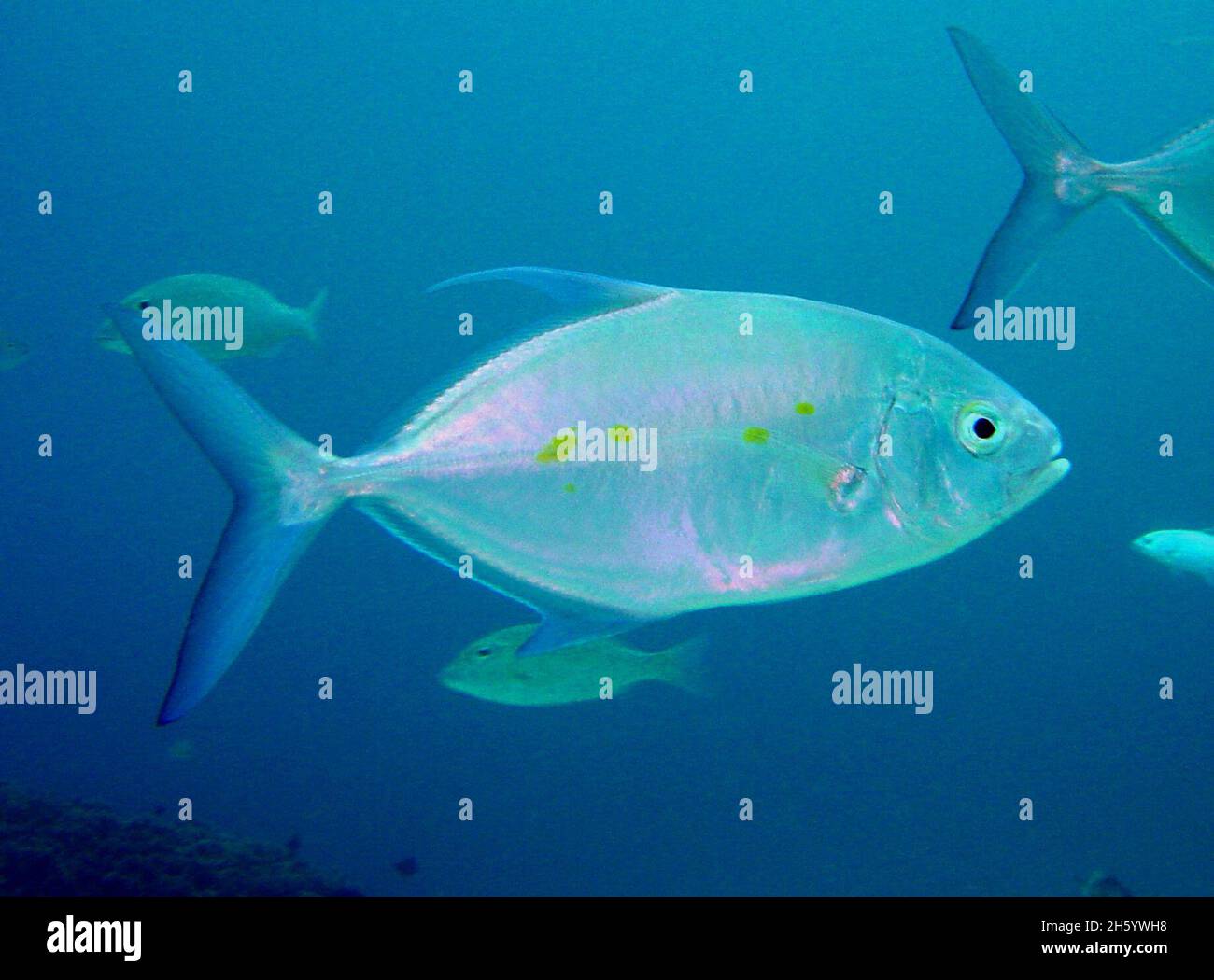 Yellow-spotted trevally (Carangoides orthogrammus Stock Photo - Alamy