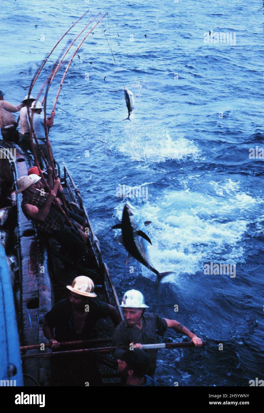 Three-pole one-line rig catching Bigeye tuna in the Galapagos Islands ...