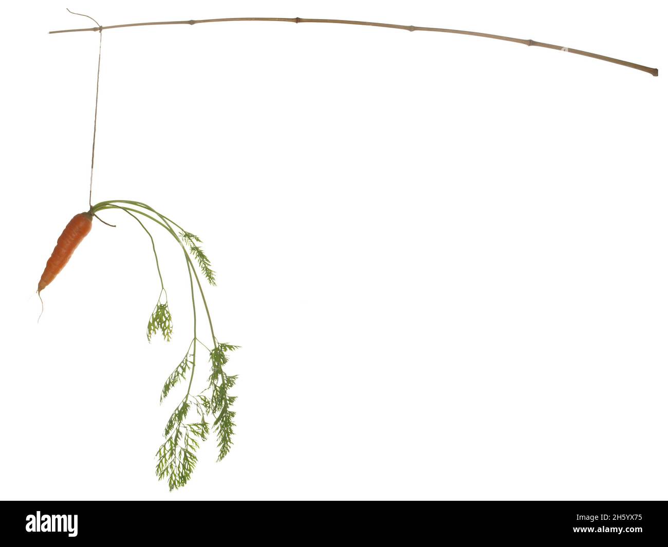 Fresh carrots hanging on a bamboo fishing rod isolated on a white ...