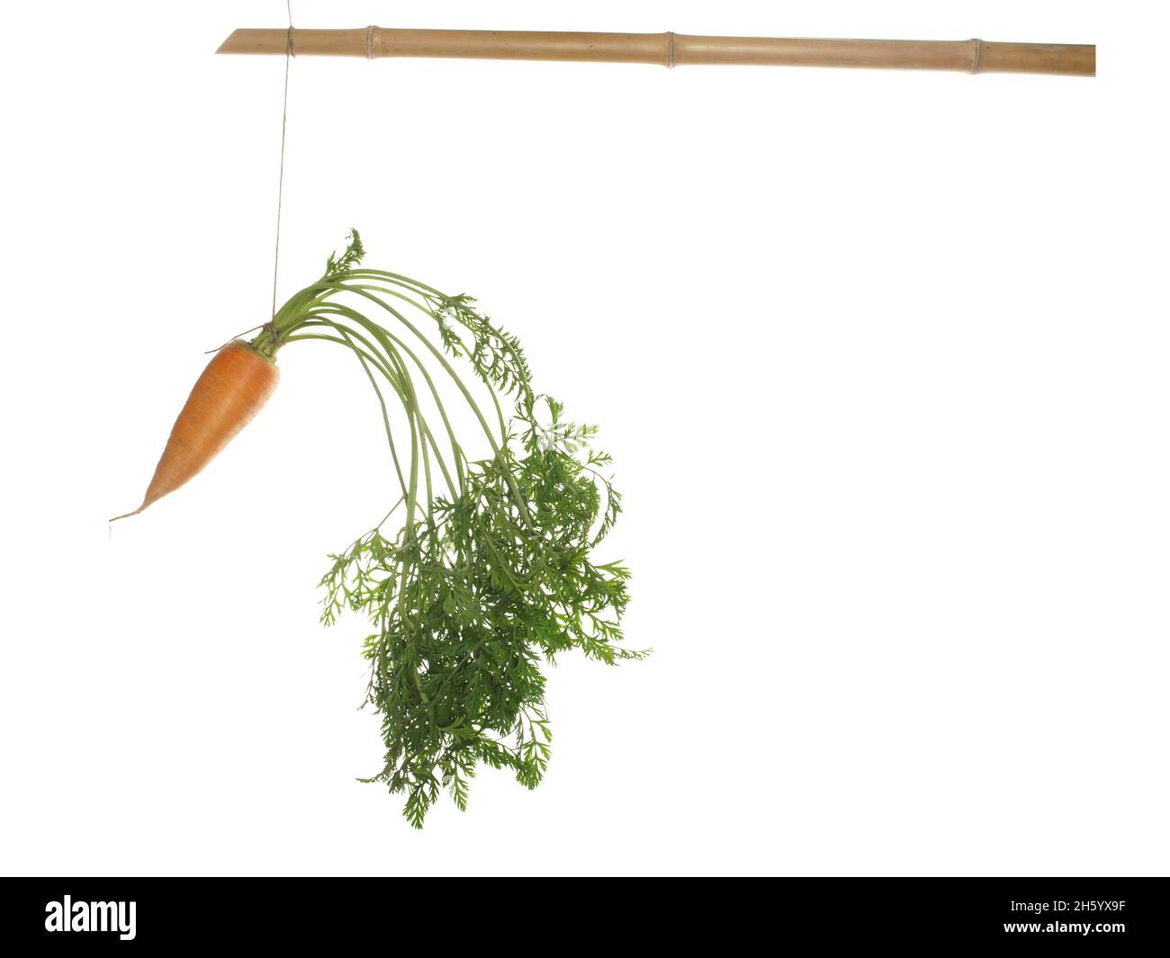 Fresh carrots hanging on a bamboo stick isolated on white background ...