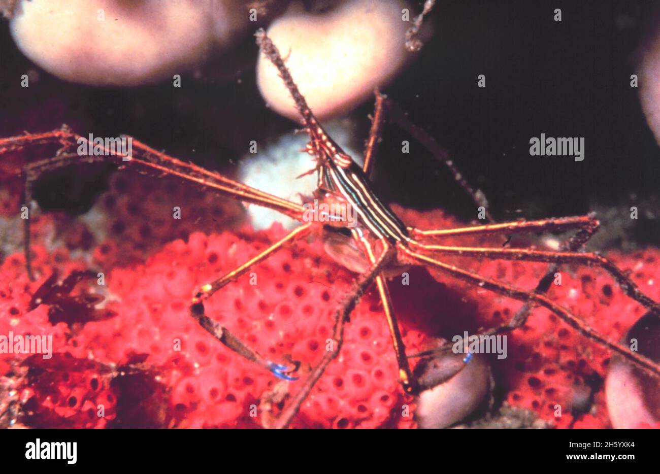 An arrow crab, Stenorhynchus seticornis Stock Photo - Alamy