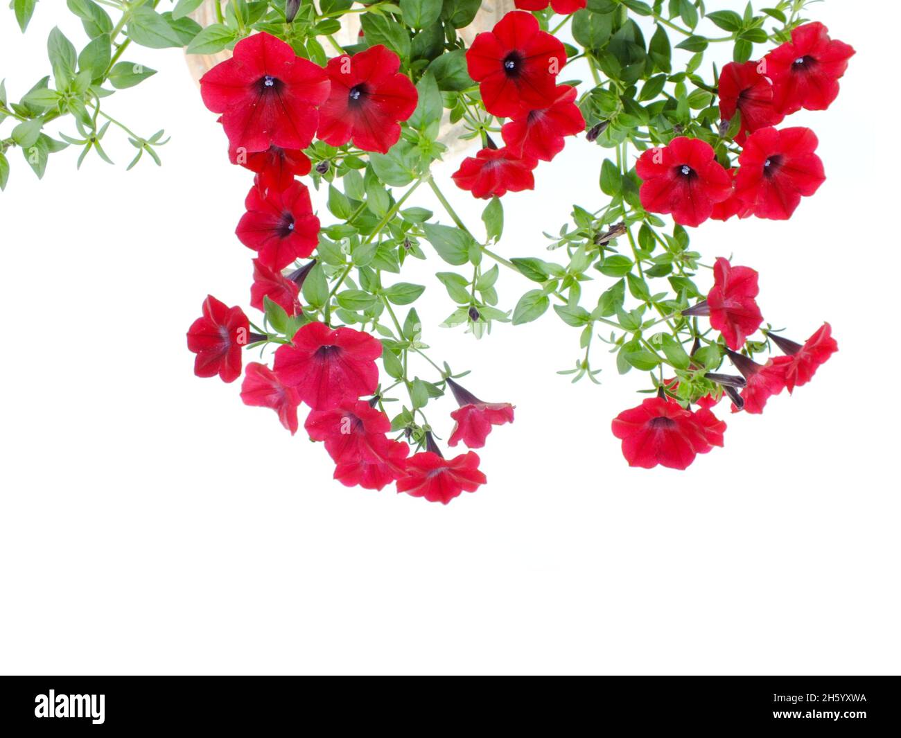 Petunia grandiflora border isolated on white background Stock Photo - Alamy