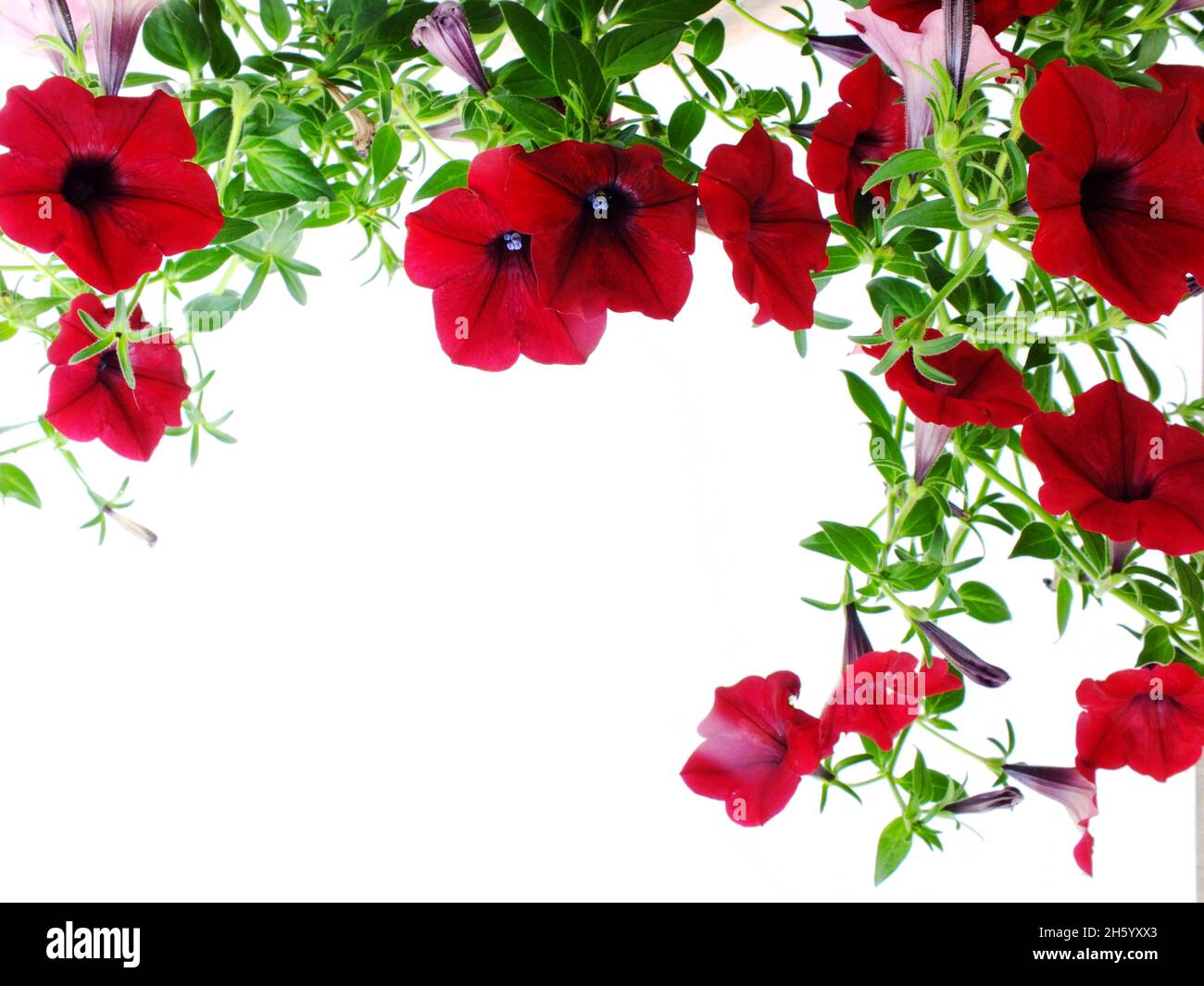 Petunia grandiflora border isolated on white background Stock Photo - Alamy