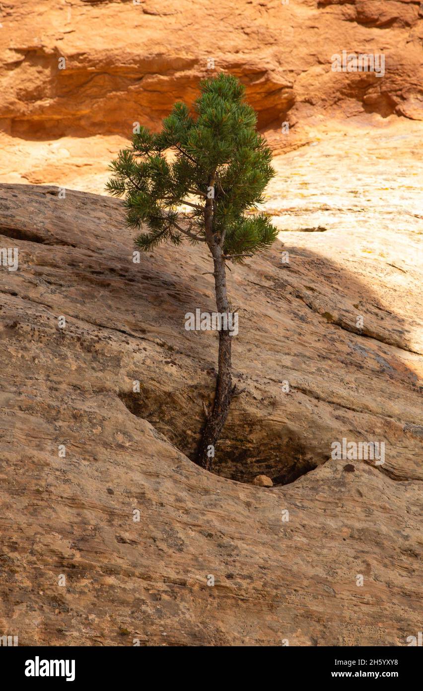 Juniper tree growing out of a rock hi-res stock photography and images ...