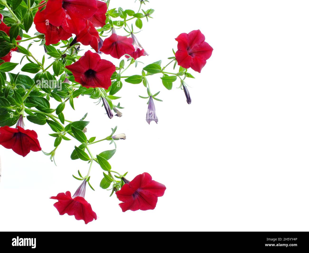 Petunia grandiflora border isolated on white background Stock Photo - Alamy