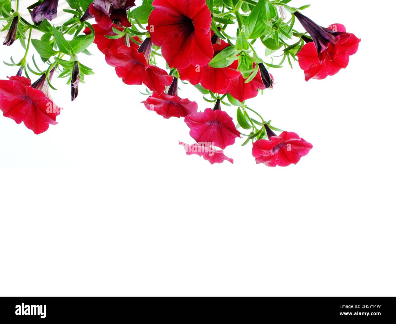 Petunia grandiflora border isolated on white background Stock Photo - Alamy