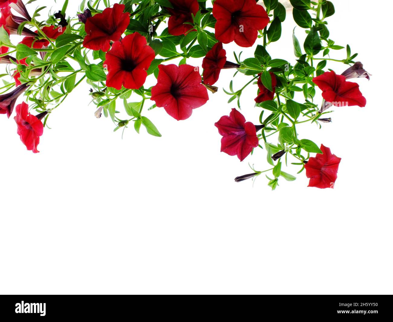 Petunia grandiflora border isolated on white background Stock Photo - Alamy