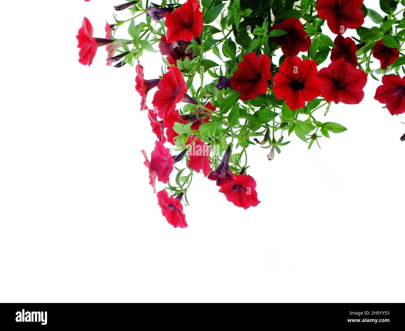 Petunia grandiflora border isolated on white background Stock Photo - Alamy