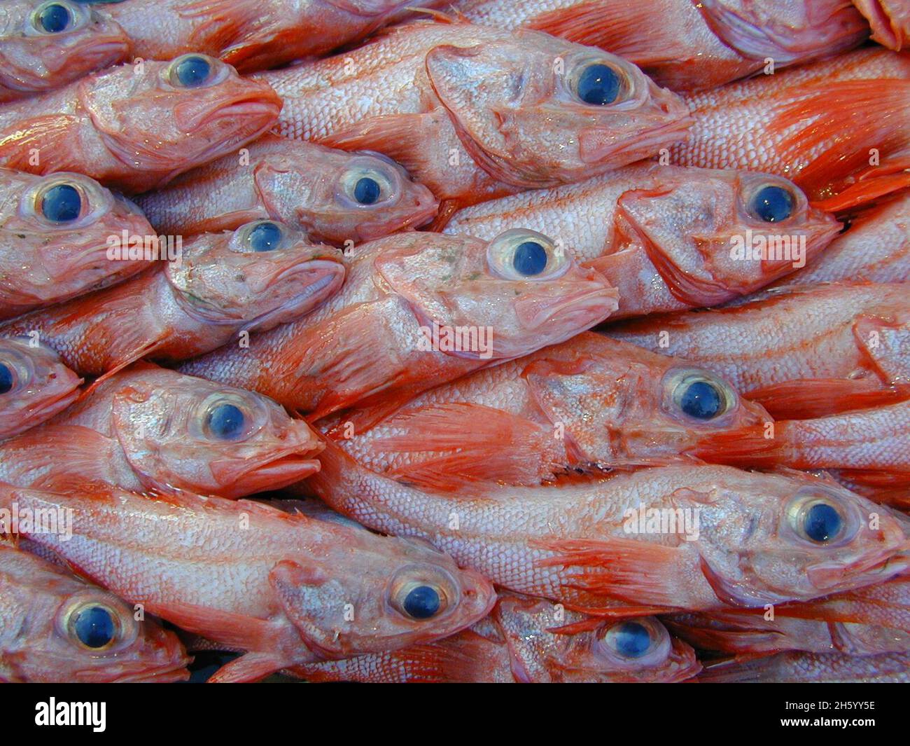 Longspine thornyheads hi-res stock photography and images - Alamy