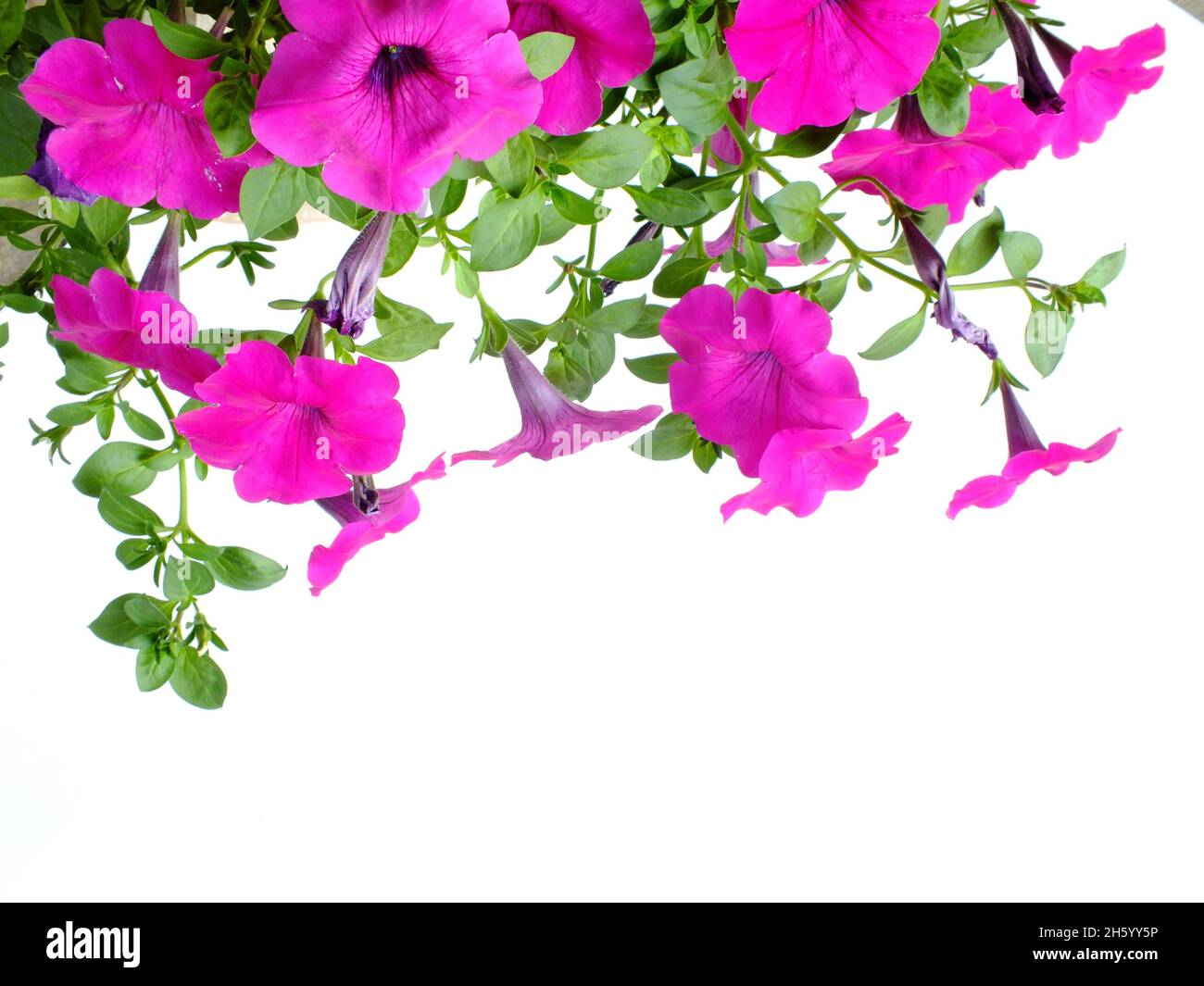 Petunia grandiflora border isolated on white background Stock Photo - Alamy