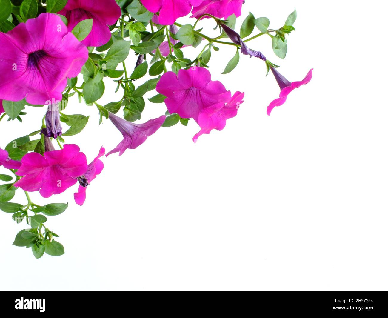 Petunia grandiflora border isolated on white background Stock Photo - Alamy
