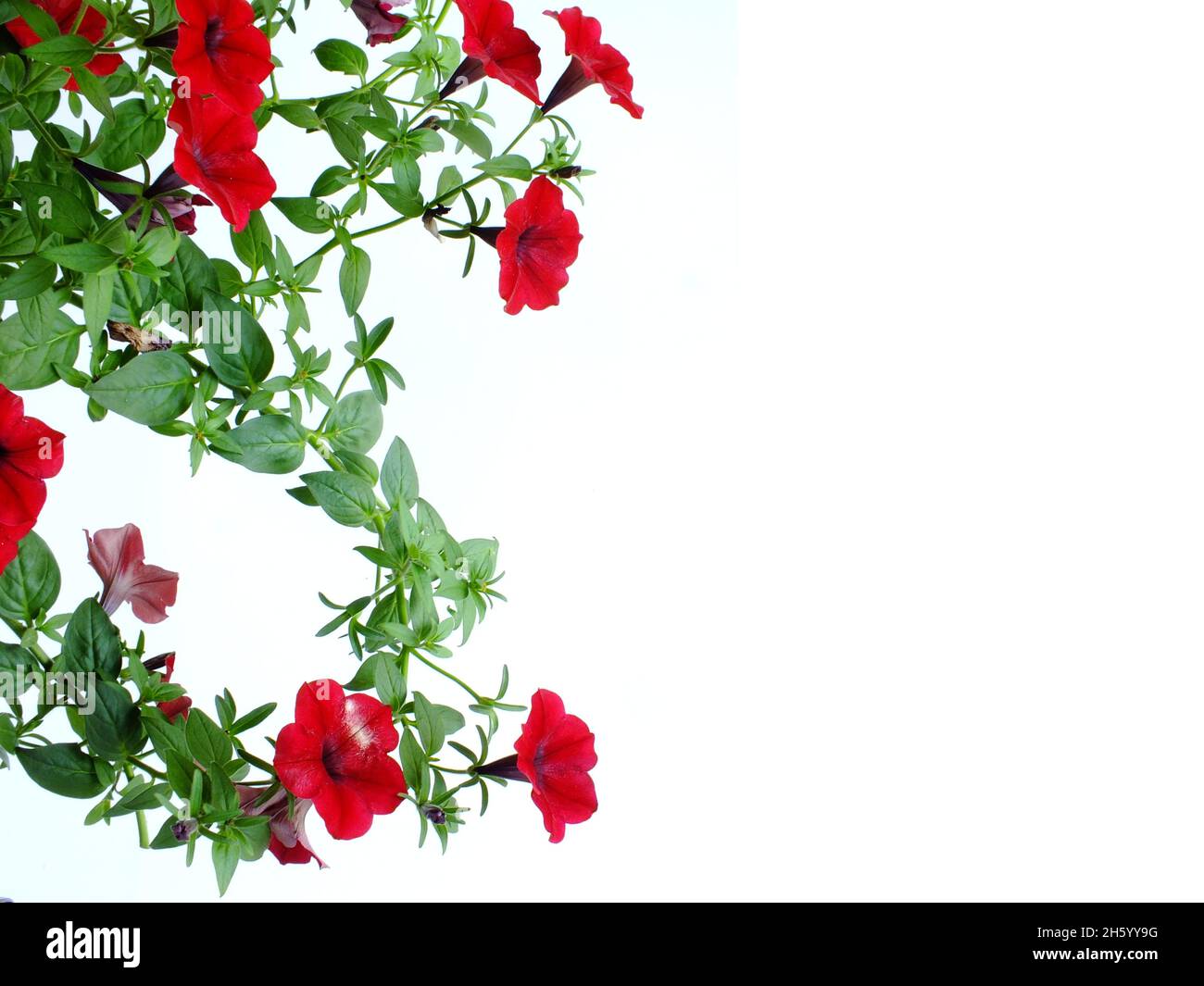 Petunia grandiflora border isolated on white background Stock Photo - Alamy