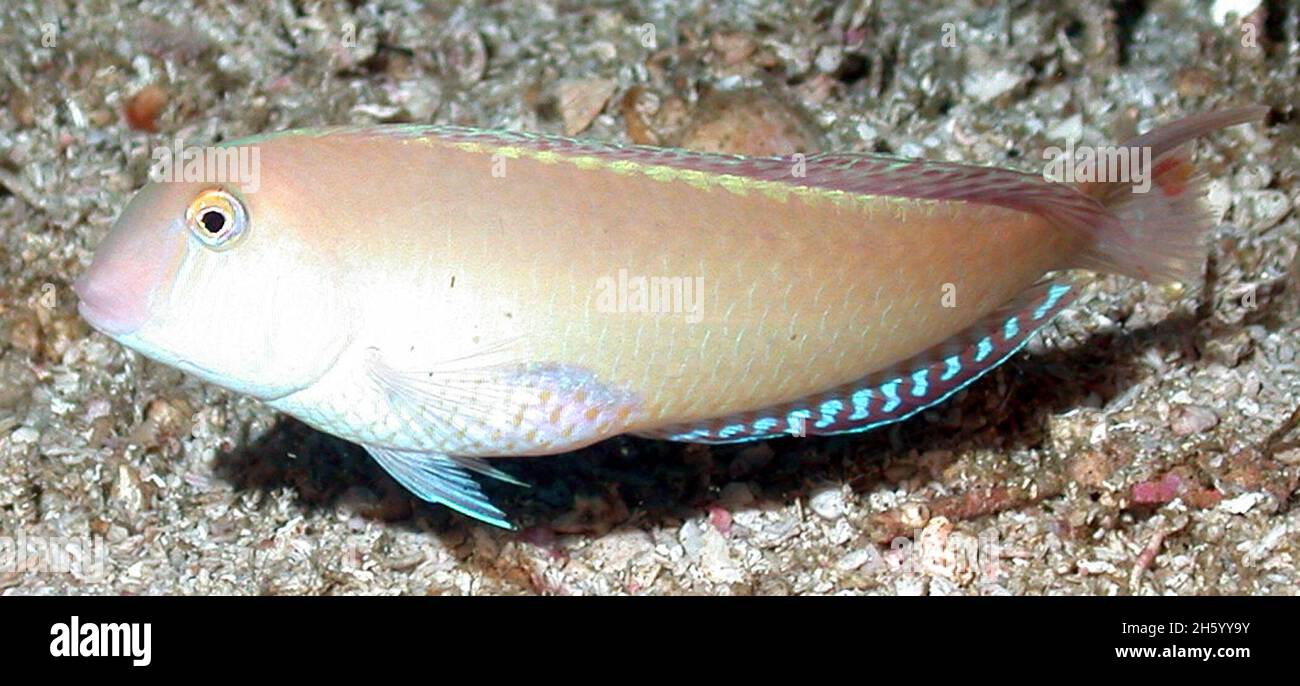 Pearly razorfish, Xyrichtys novacula Stock Photo - Alamy
