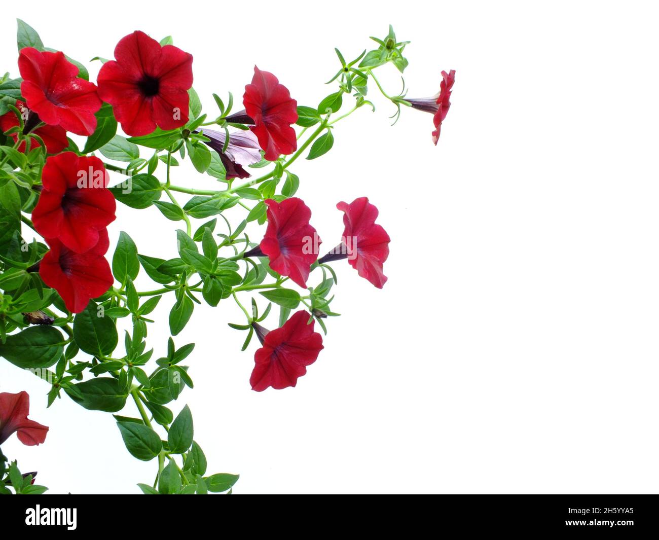 Petunia grandiflora border isolated on white background Stock Photo - Alamy