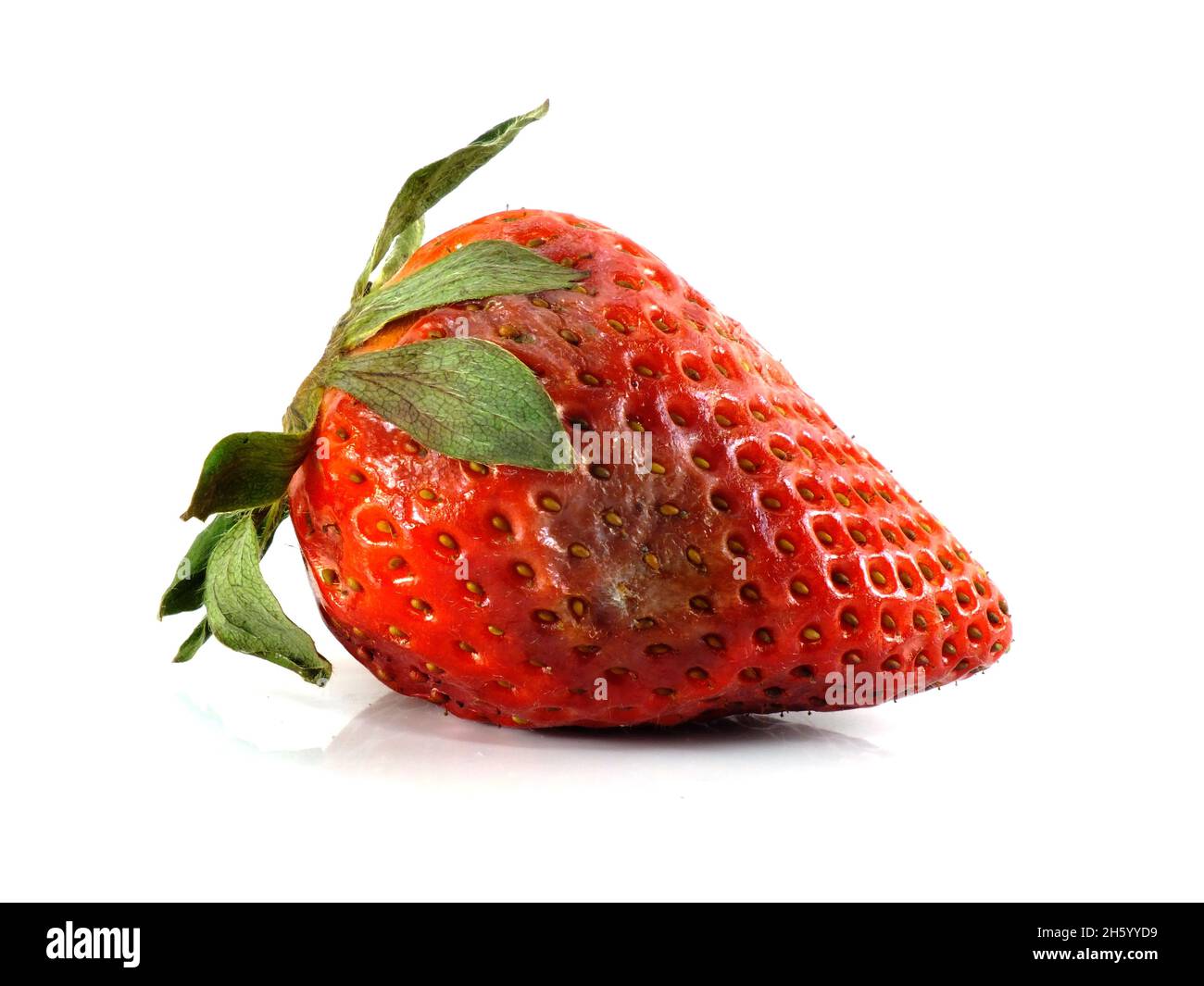 Rotten strawberry Cut Out Stock Images & Pictures - Alamy