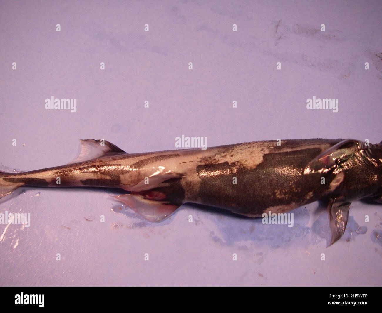 Etmopterus virens hi-res stock photography and images - Alamy