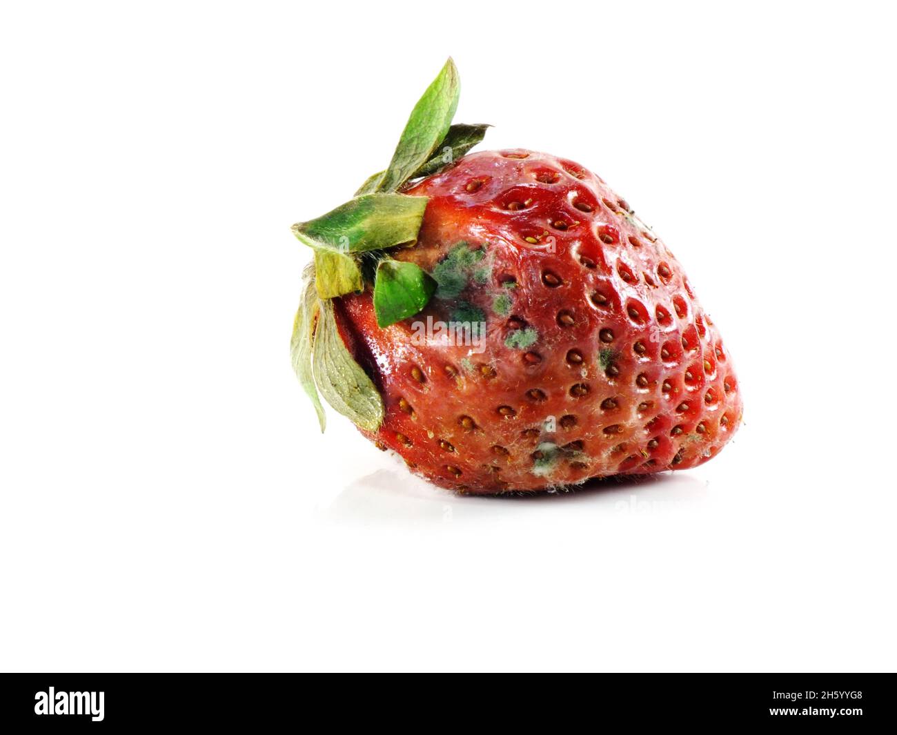 Rotten strawberry Cut Out Stock Images & Pictures - Alamy