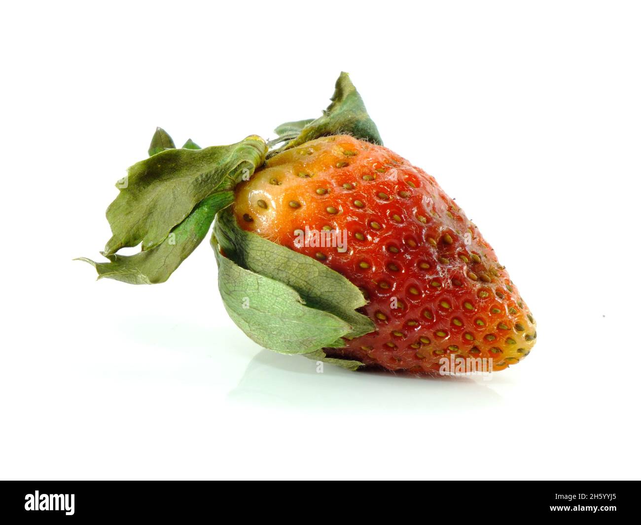 rotten strawberries on white background Stock Photo - Alamy