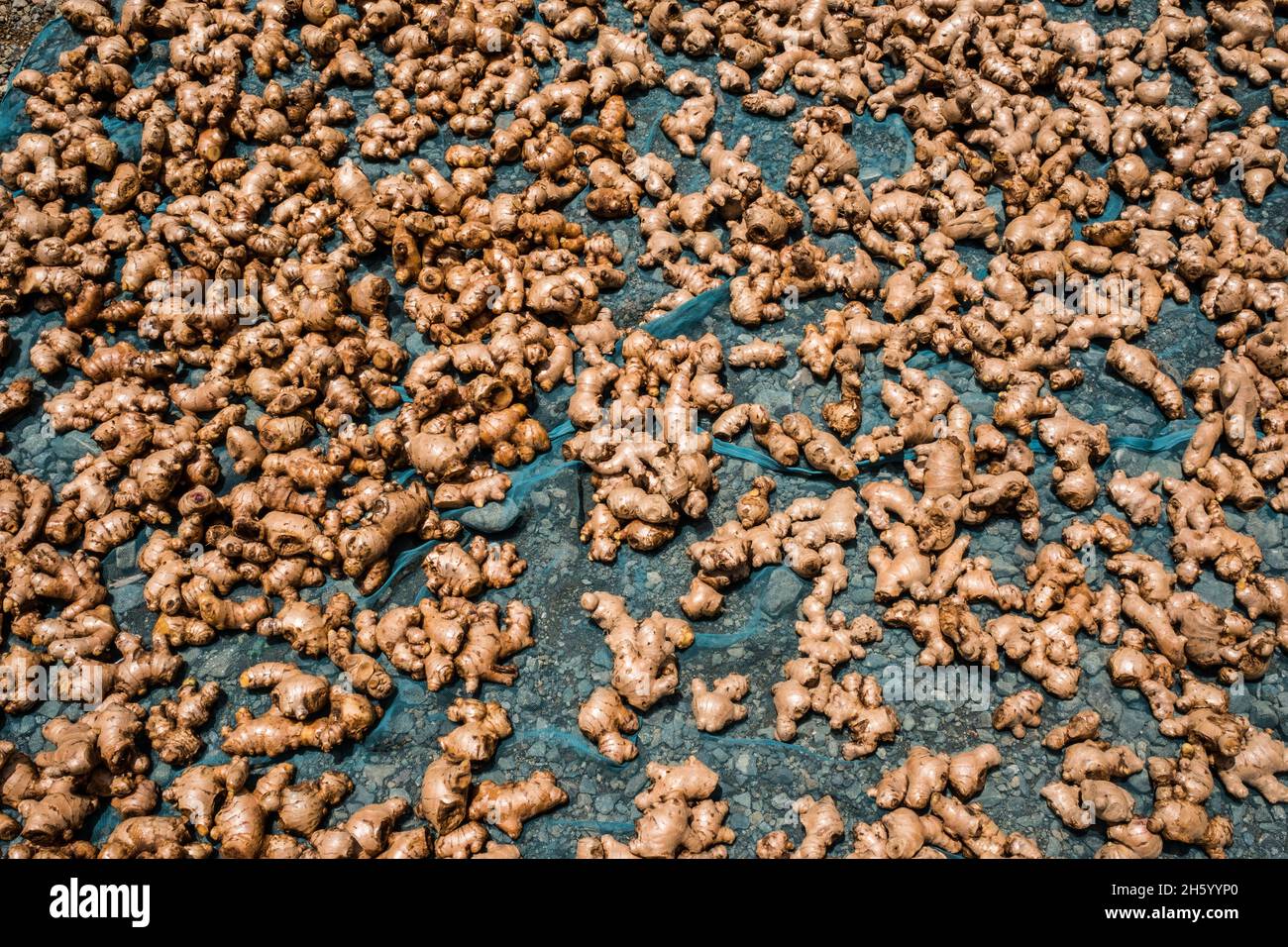 July 2017. Ginger, here drying in the street, is a common local cash ...