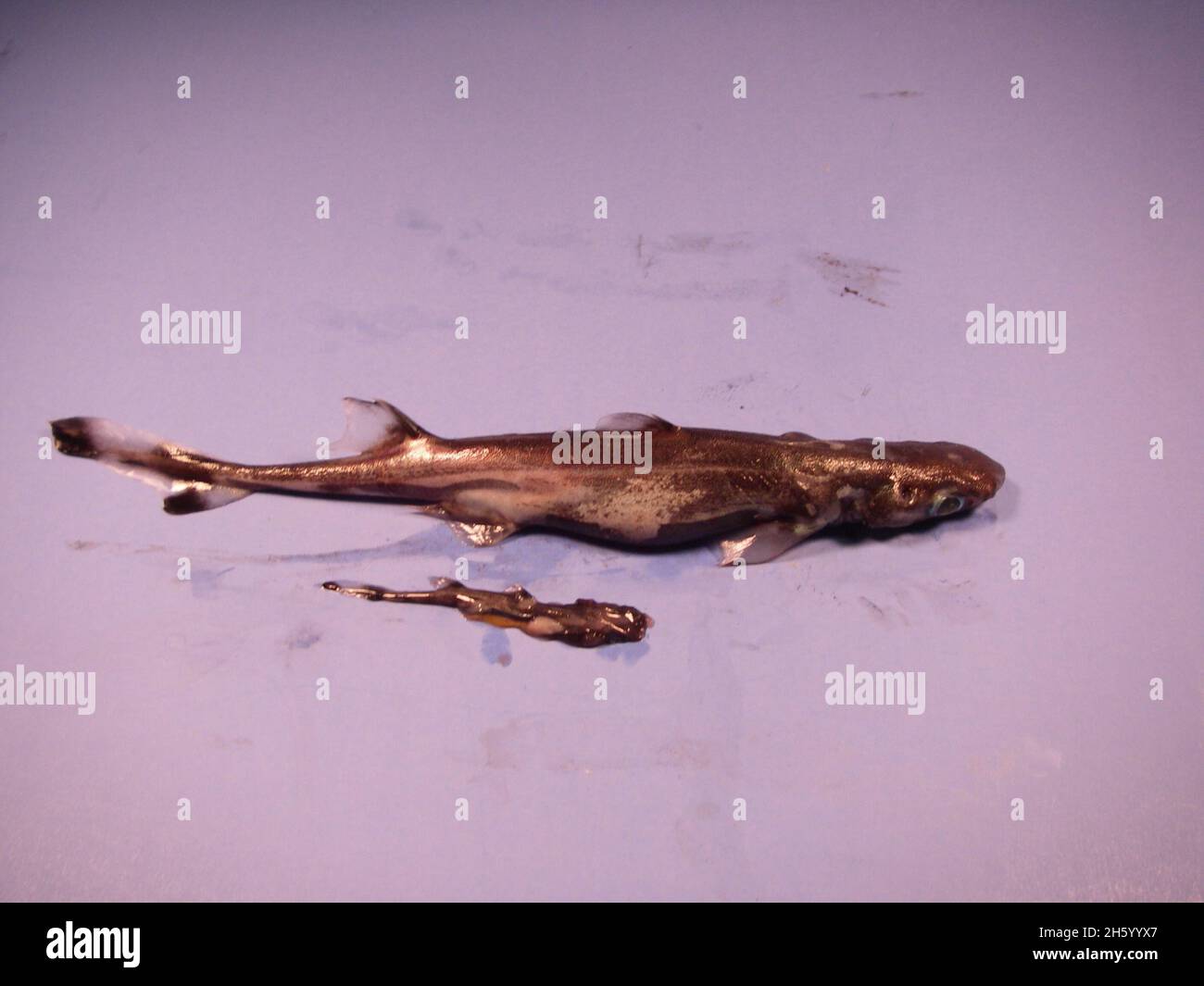 Green lanternshark (Etmopterus virens) from the Gulf of Mexico, with ...