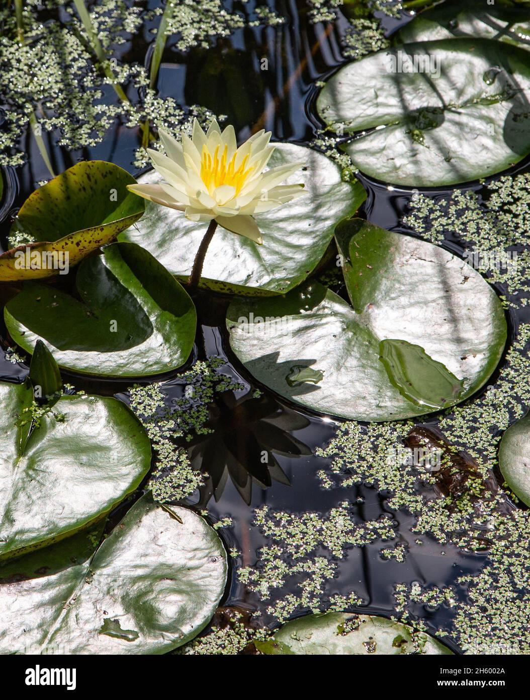 Lilly johnson hi-res stock photography and images - Alamy