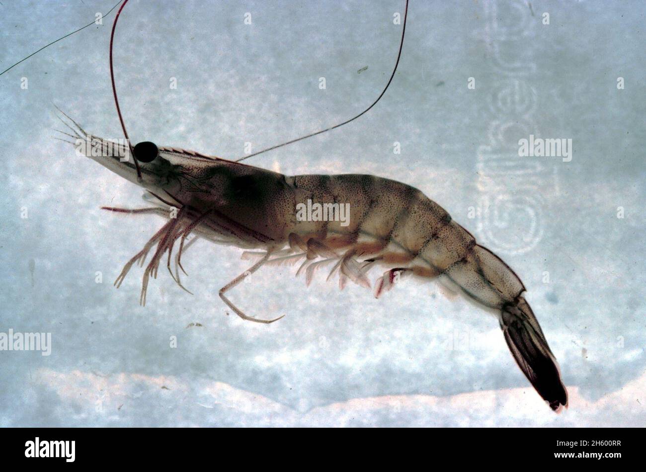 White shrimp, Litopenaeus setiferus Stock Photo - Alamy