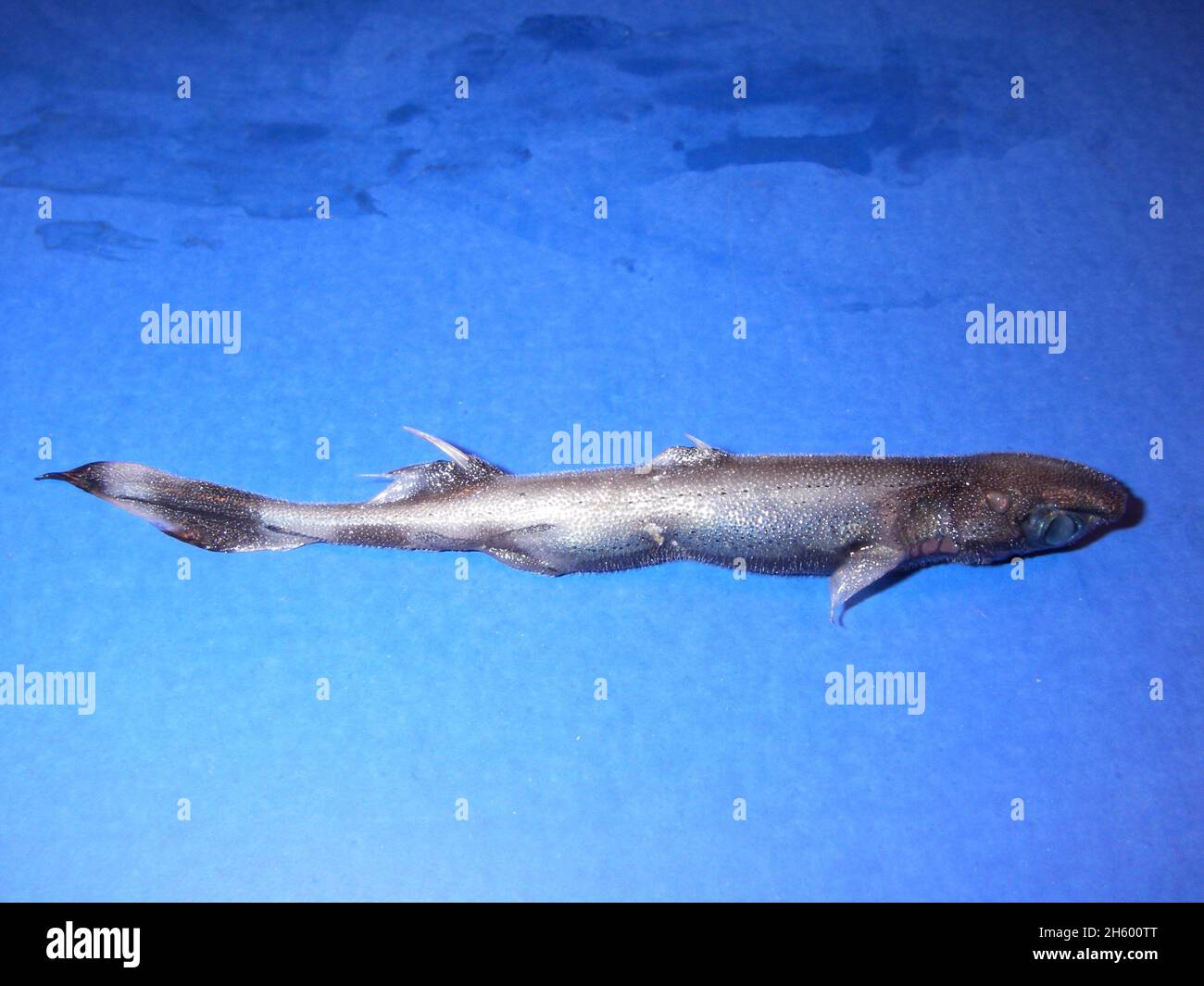 Etmopterus schultzi hi-res stock photography and images - Alamy