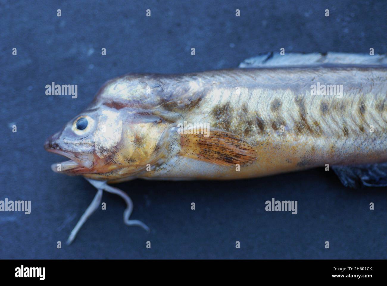 Ophidion josephi from the Gulf of Mexico Stock Photo - Alamy